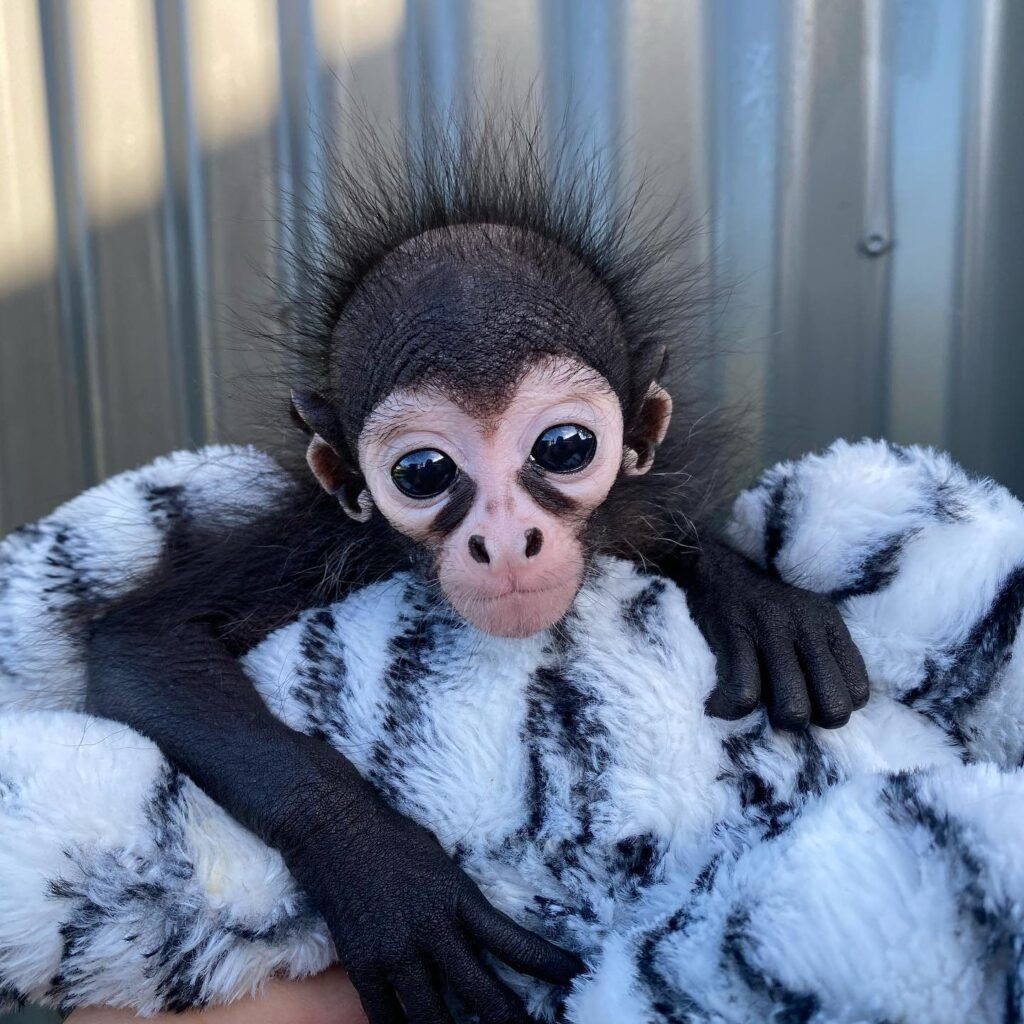 Spider Monkeys for Sale – Buy Pet Monkeys in the USA